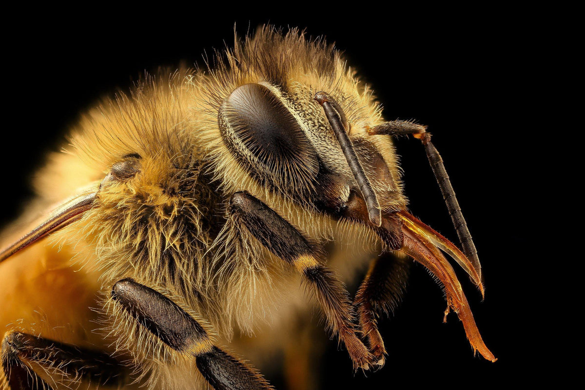 Project Honey Bees - What is it? – The Project Honey Bees